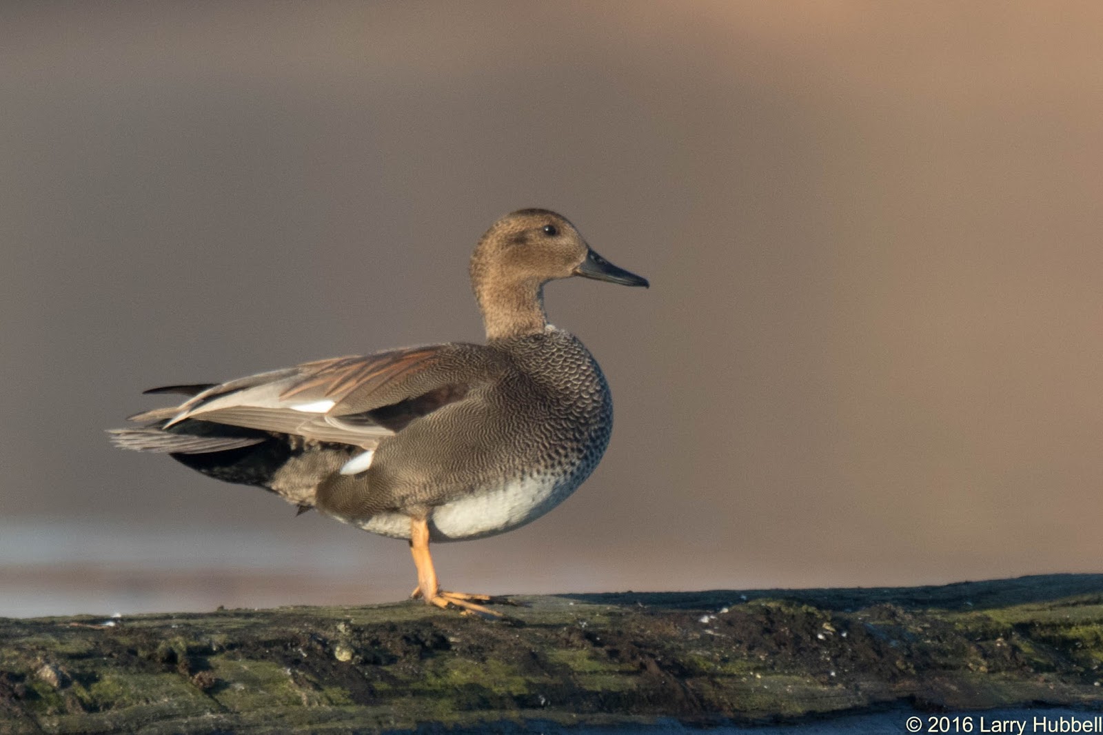 Gadwall Male And Female