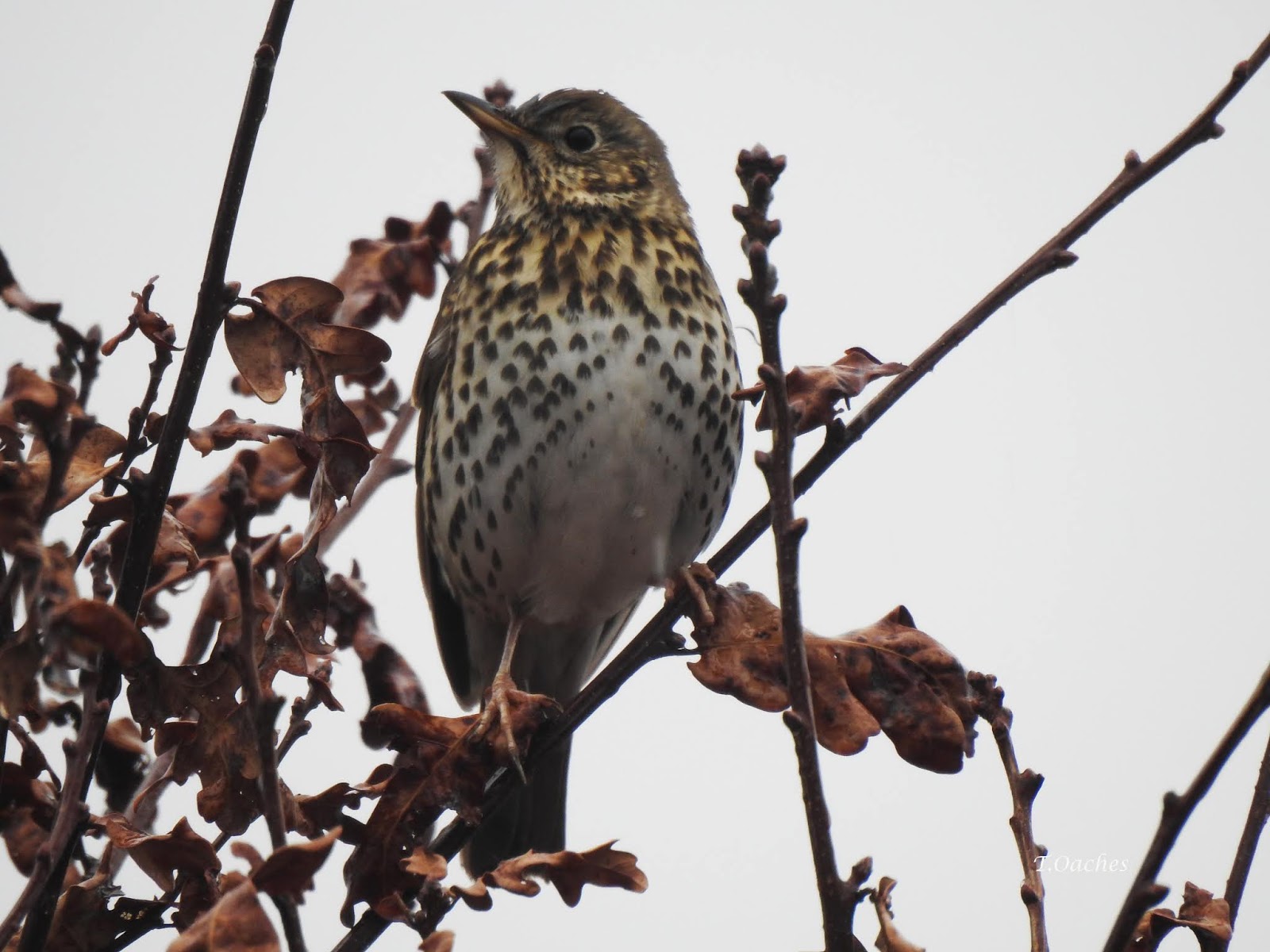PASARI DIN ROMANIA: STURZ CANTATOR, Turdus philomelos