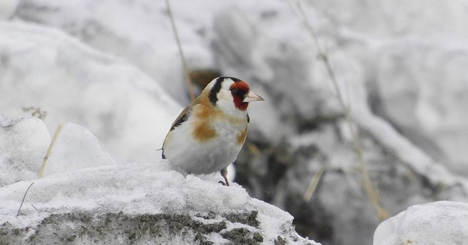 El Jilguero Parva: Carduelis Carduelis Major o Frigoris, el Jilguero ...