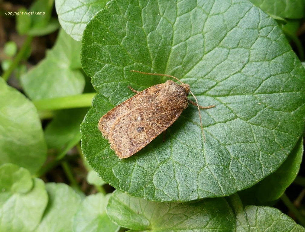 East Sussex Wanderer: Some Early Season Moths