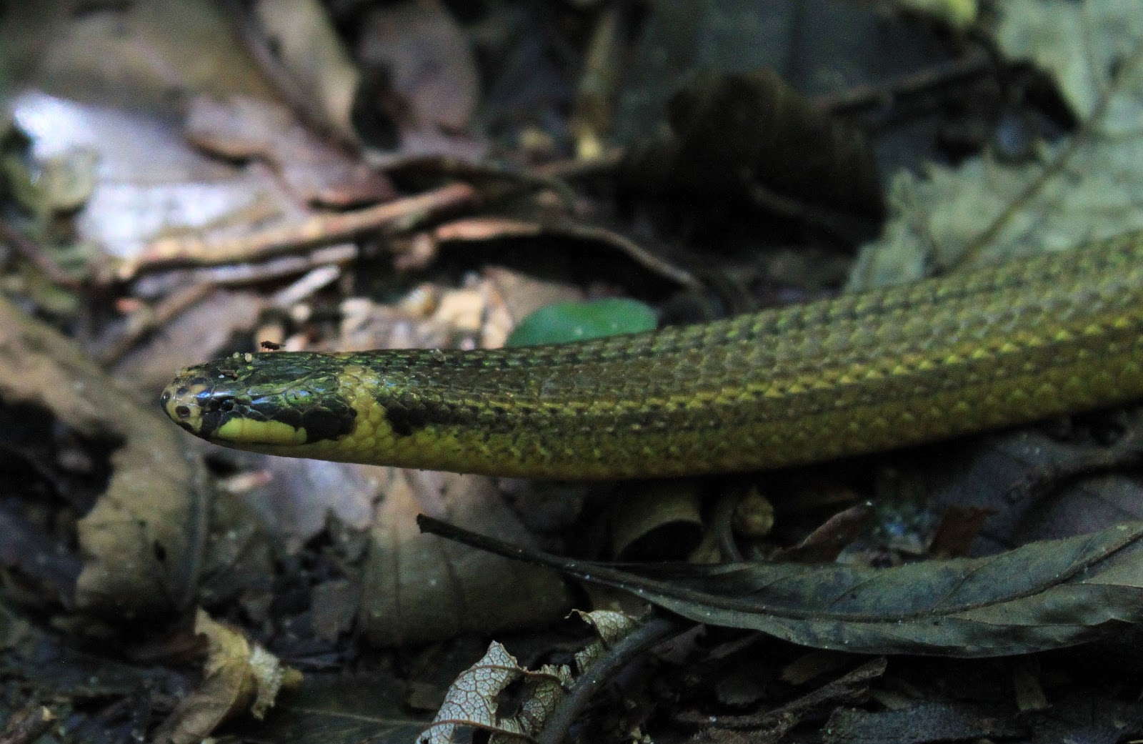 The Ginger Naturalist : July 2013