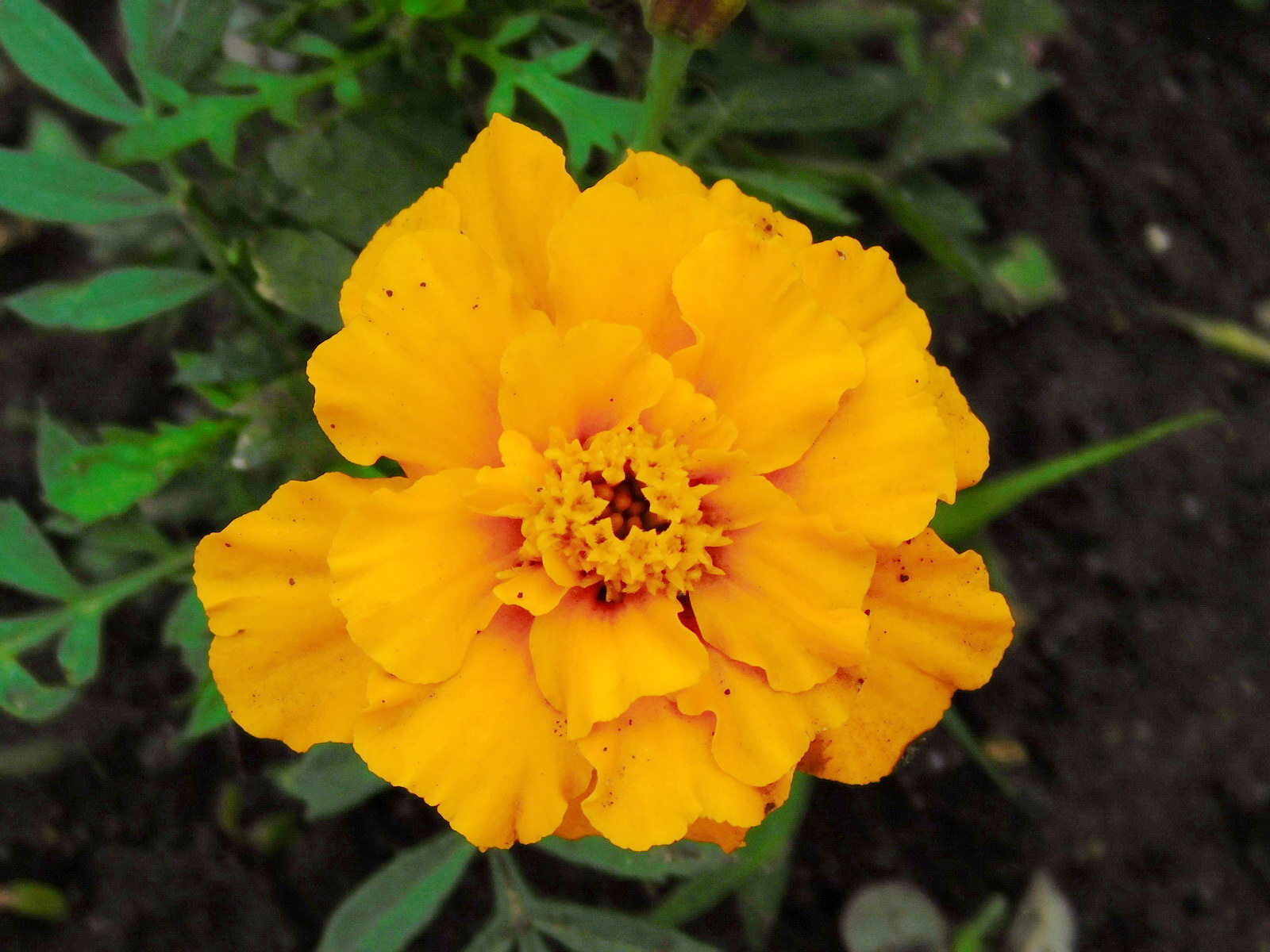 LA MULTI ANI, ROMANIA!: Crăițe (tagetes)