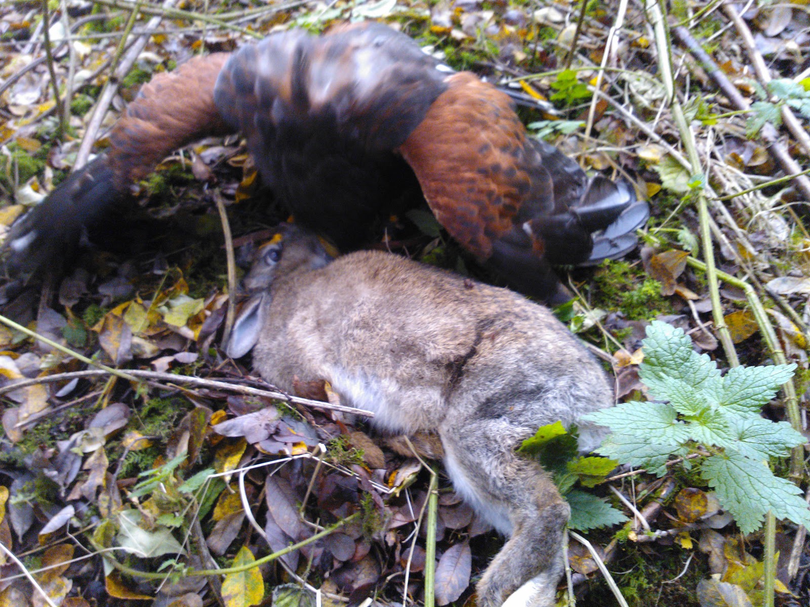 Strathblane Falconry News