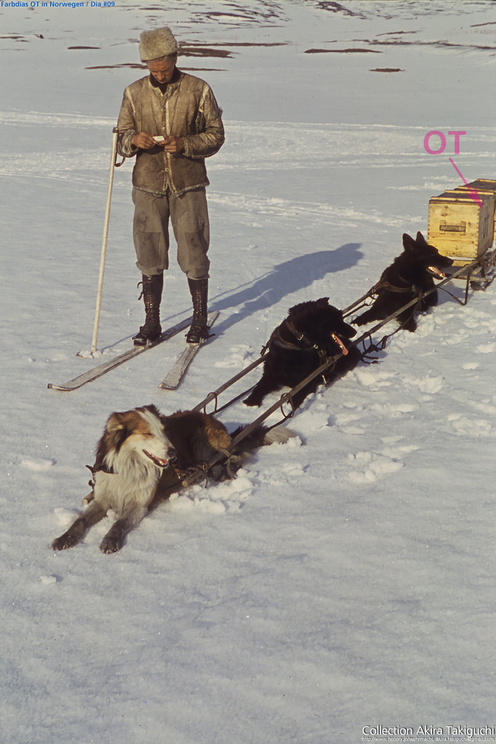 World War II in Color: Organisation Todt Dog Sled