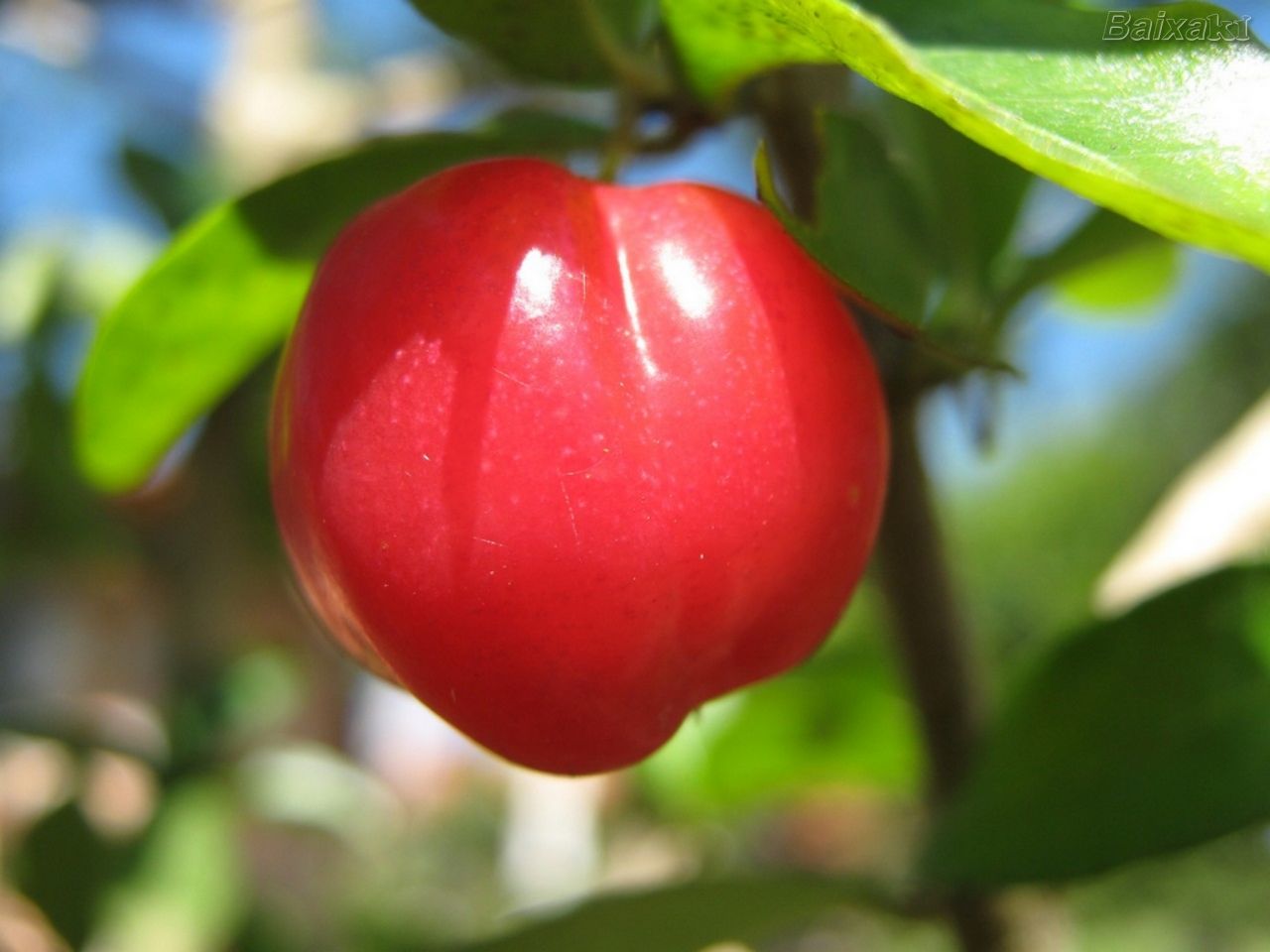 Meu Pomar: ACEROLA