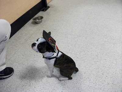 FrenchBo Information: How to train your FrenchBo puppy