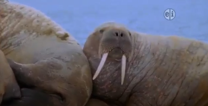 Animation and All Things Related: Let's Watch This - An Episode of ...