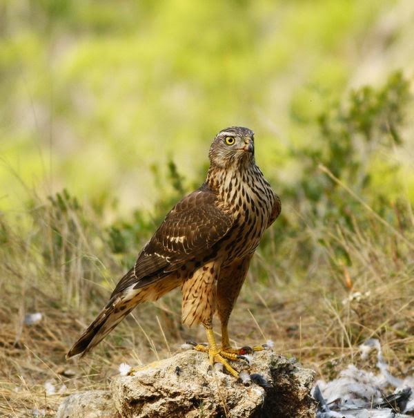 rapaces diurnas de cataluña: el pirata de la espesura(azor,accipiter ...