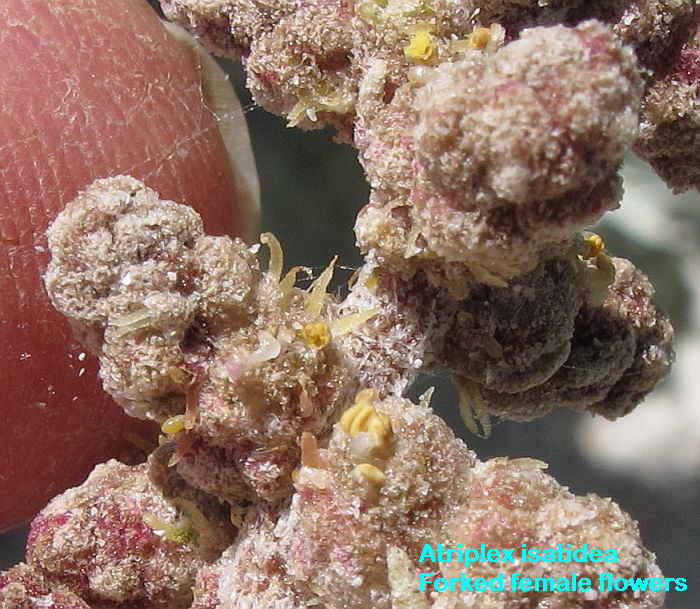 Esperance Wildflowers: Atriplex isatidea - Coast Saltbush