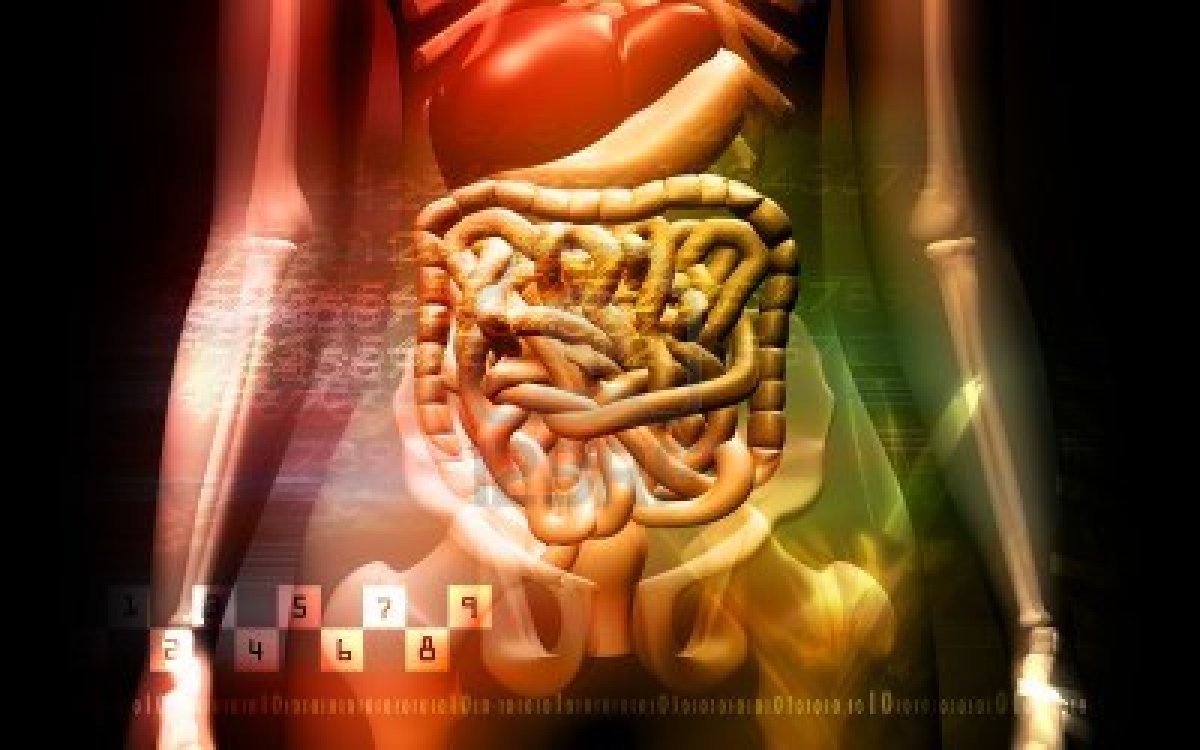 BIOLOGÍA Y QUÍMICA: DIGESTIÓN HUMANA 7º