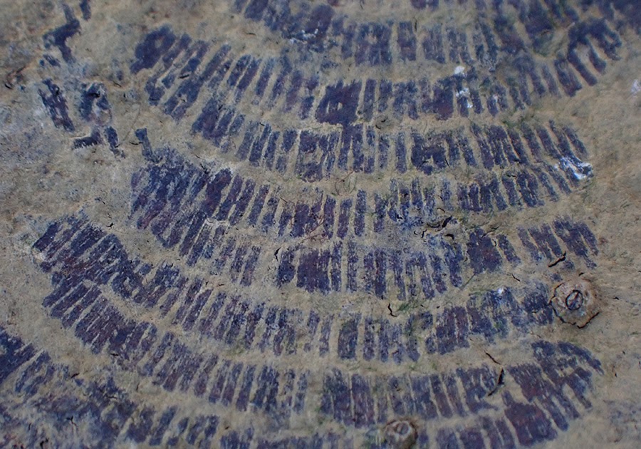 The Natural History of Bodega Head: This way and that way