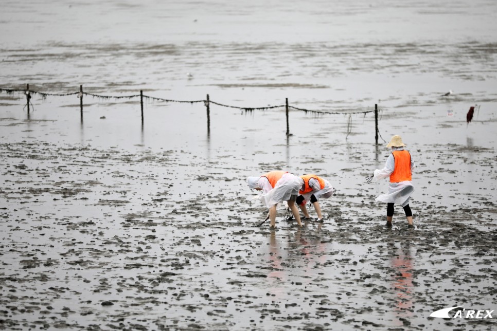 AREX: [Incheon] Yeongjongdo Masian Mudflat Experience