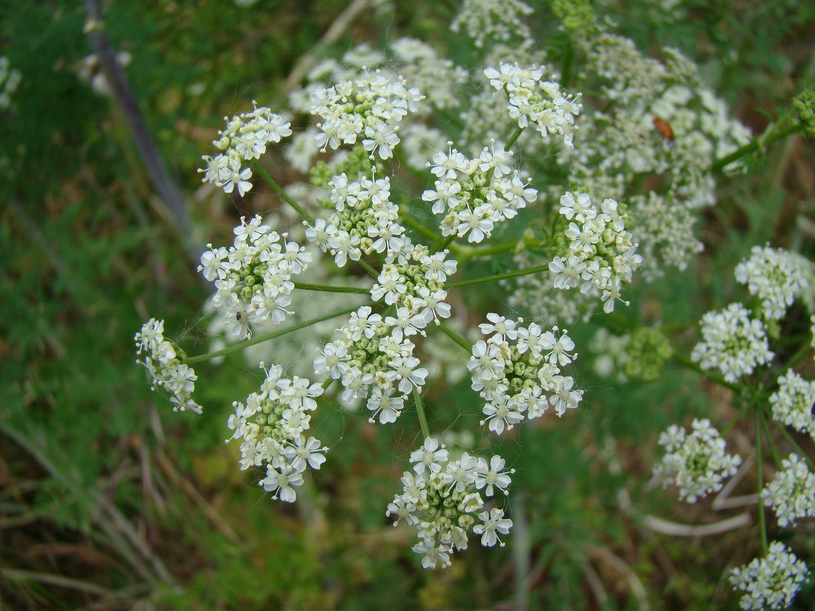 Leaves of Plants: Hemlock