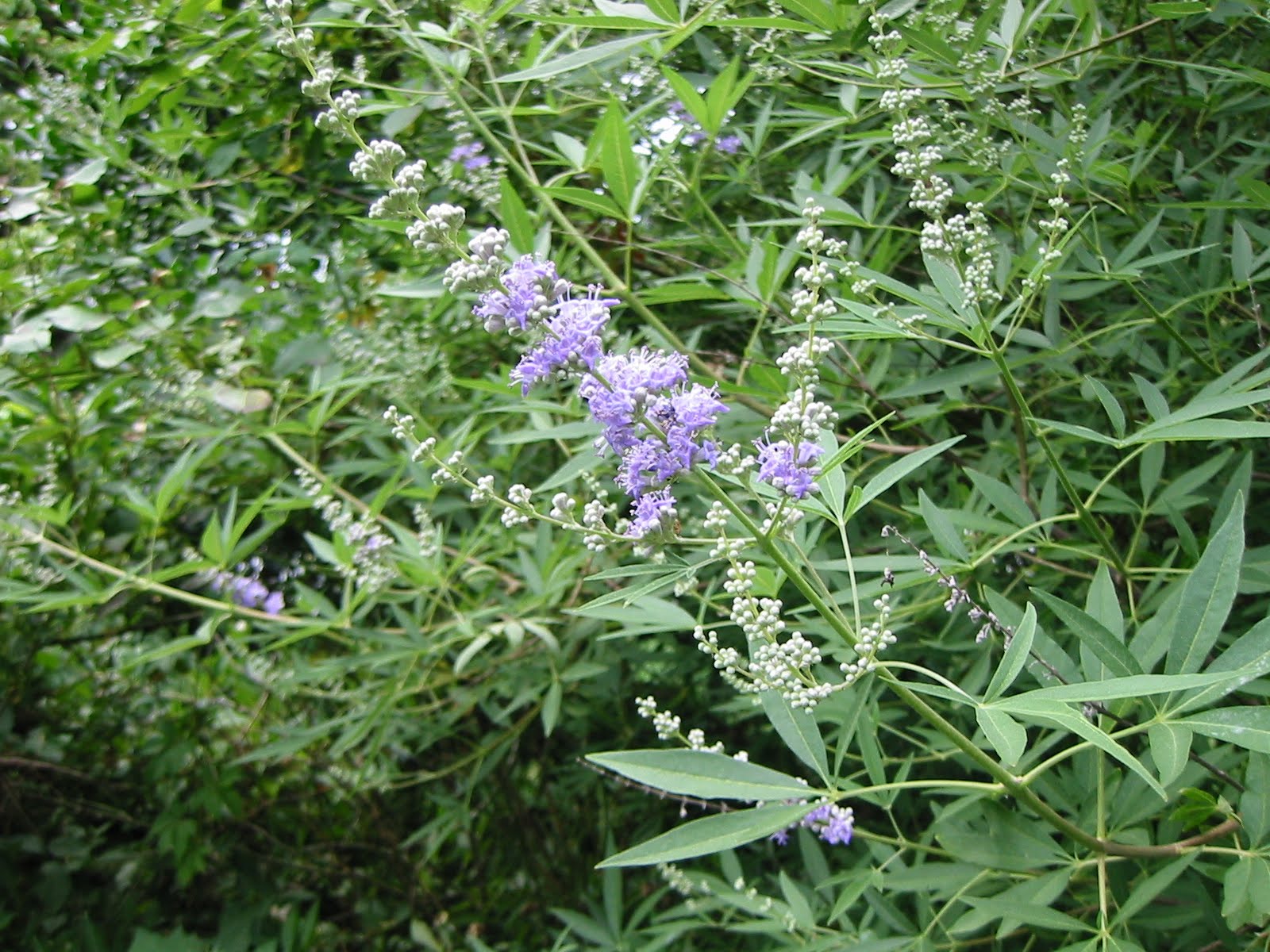 Cool Desktop Wallpaper