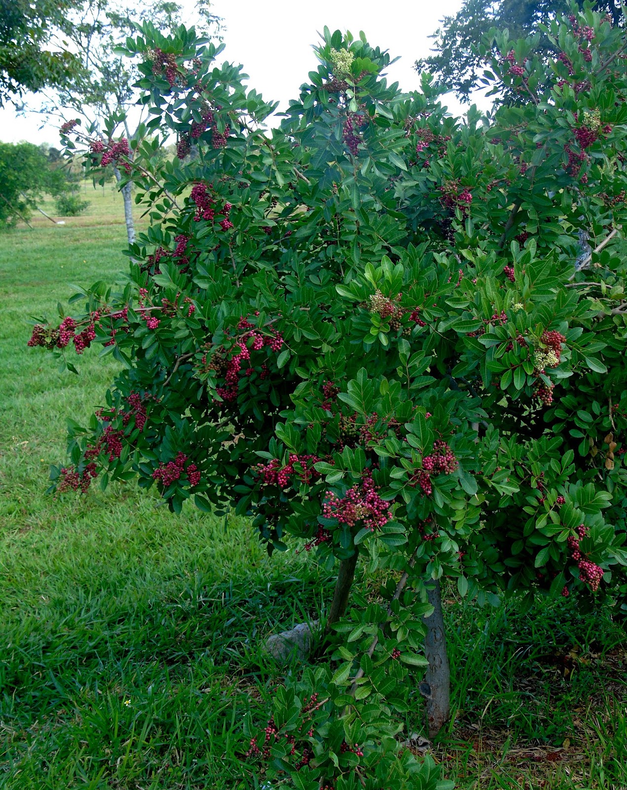Pimenta-rosa (Schinus terebinthifolius Raddi) | A planta da vez