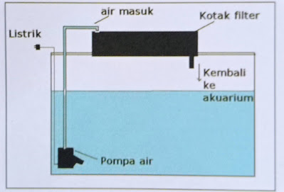 6 Jenis Filter Aquarium yang Cocok untuk Aquascape dan Cara Kerjanya
