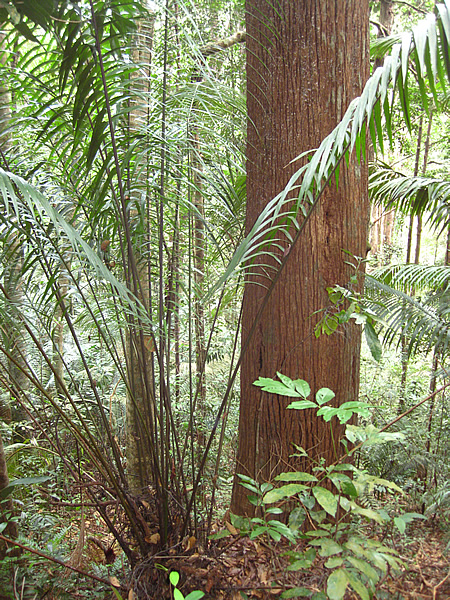 Forest Dweller: A Trip To Penang National Park