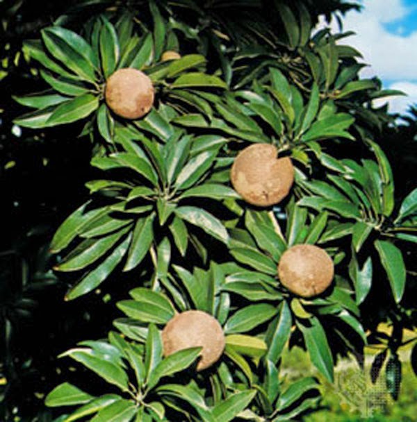 elarbolmiamigo-encinarosa: Árbol del Chicle / Manilkara zapota / Achras ...