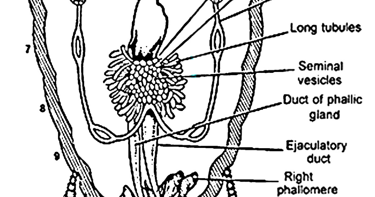 B. Sc. - II Animal Diversity- IV (Old) : Male Reproductive System of ...