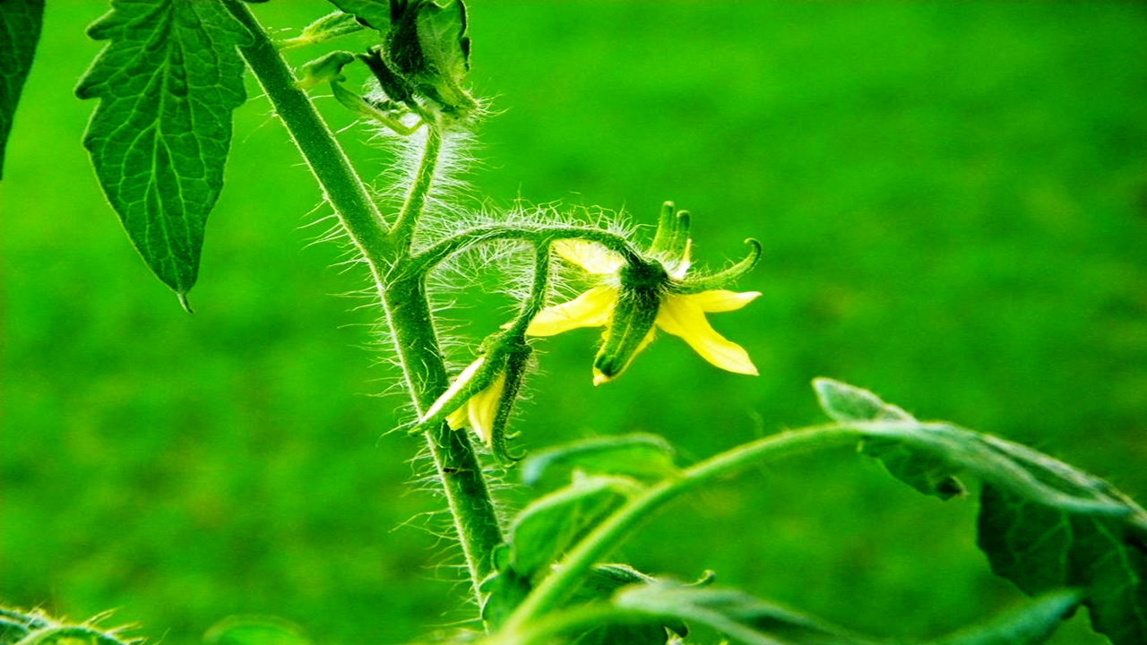 ¿Por qué realizar poda en plantas de Tomates? - Mi Huerto y Yo