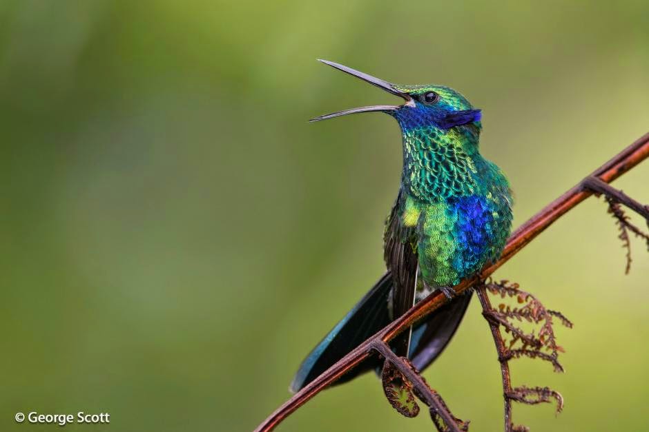 Argentina nativa: Colibrí grande (Colibri coruscans)