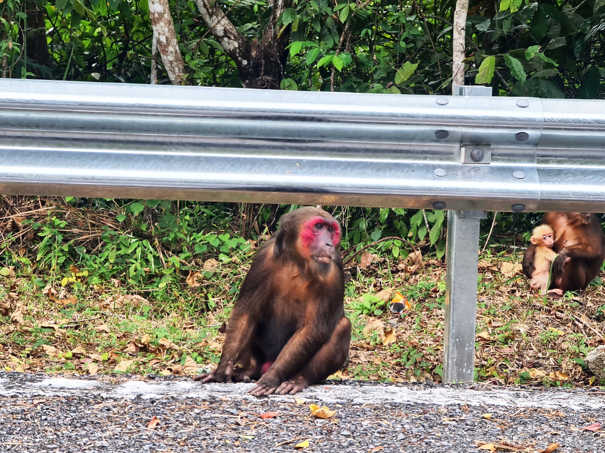 Berita-berita Di Negeri Perlis: Penemuan Berok Kentoi pd 23.1.2021 di ...