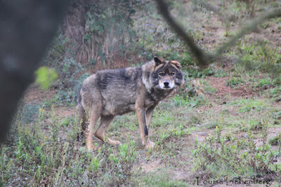 Predator Friendly Ranching : Portugal - The wolves
