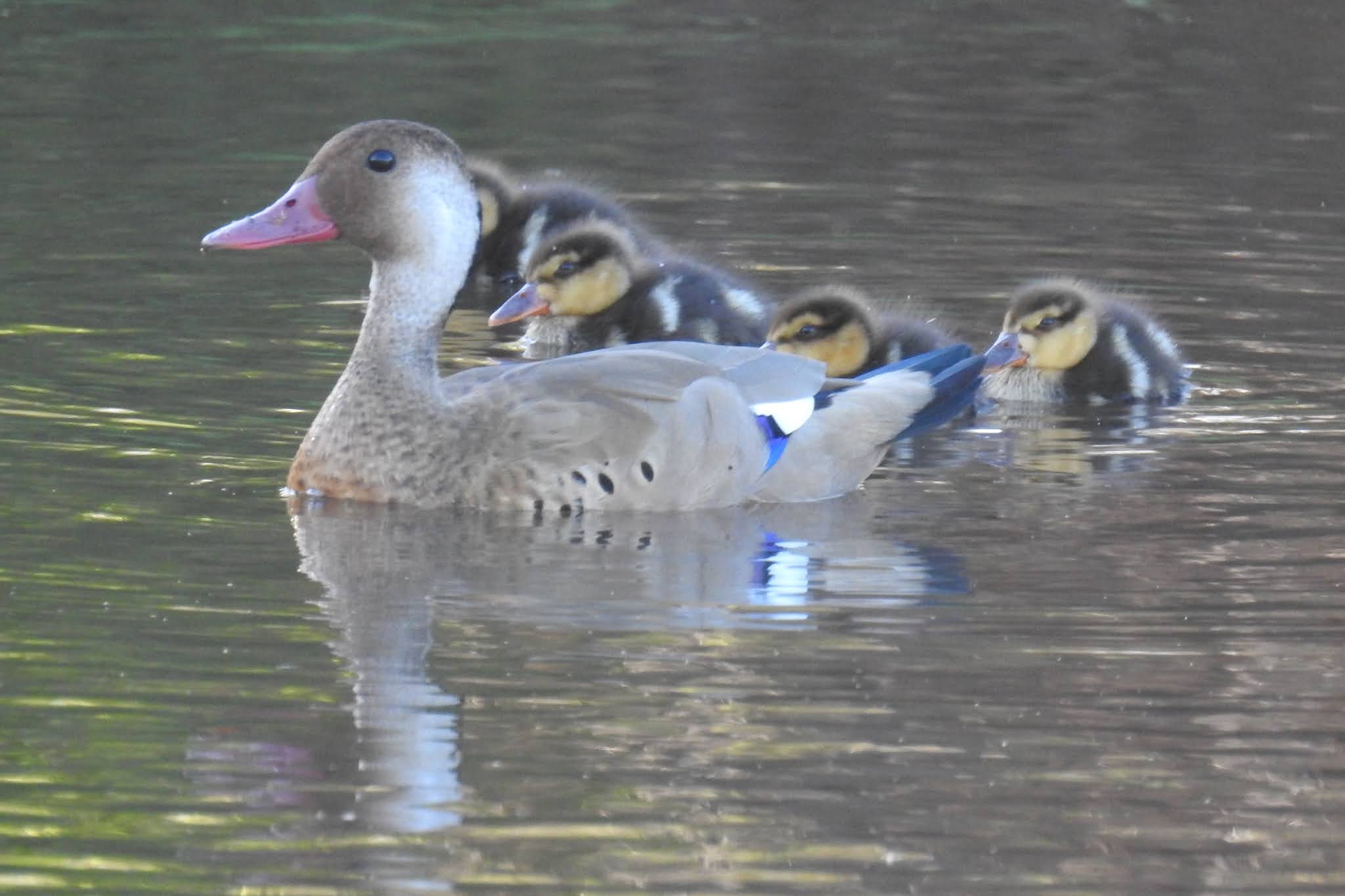Chacra Educativa Santa Lucía: Pichones, crías, gazapos, corderos ...