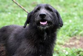 CachorrosBlogs.: Barbudo - Cachorros.