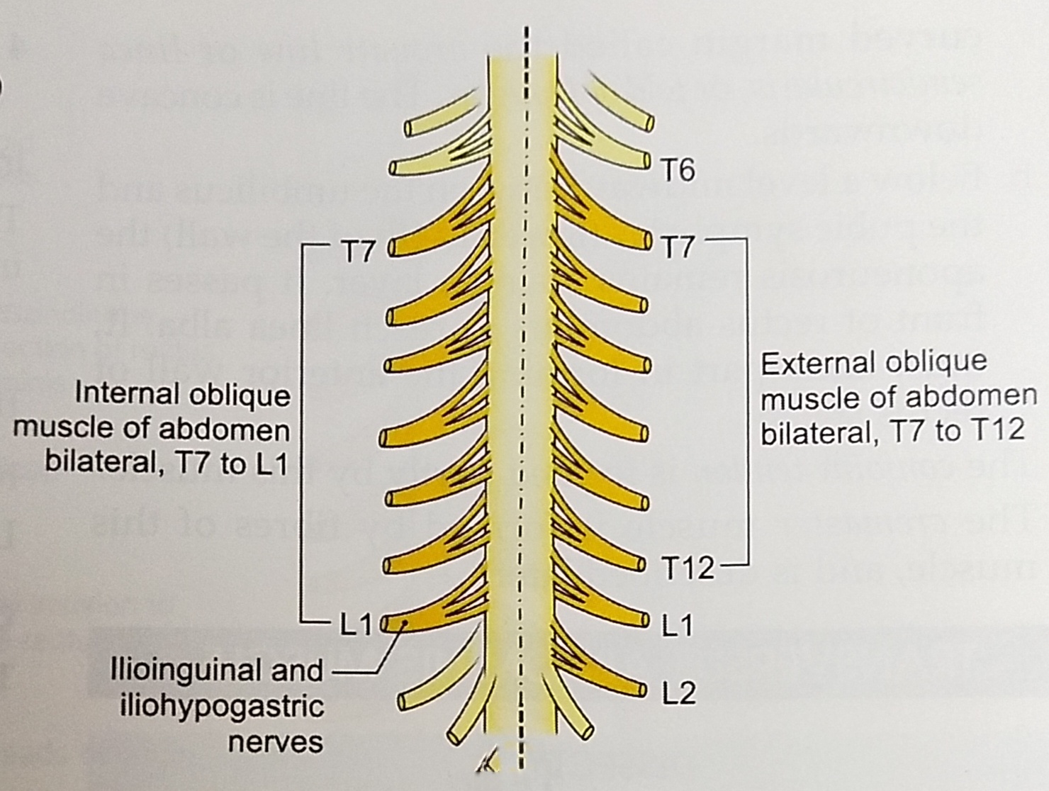 9 Regions of Abdomen
