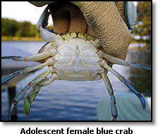 She Cooks : CRABS - A PRIMER..... ALL YOU NEED TO KNOW AND PROBABLY ...