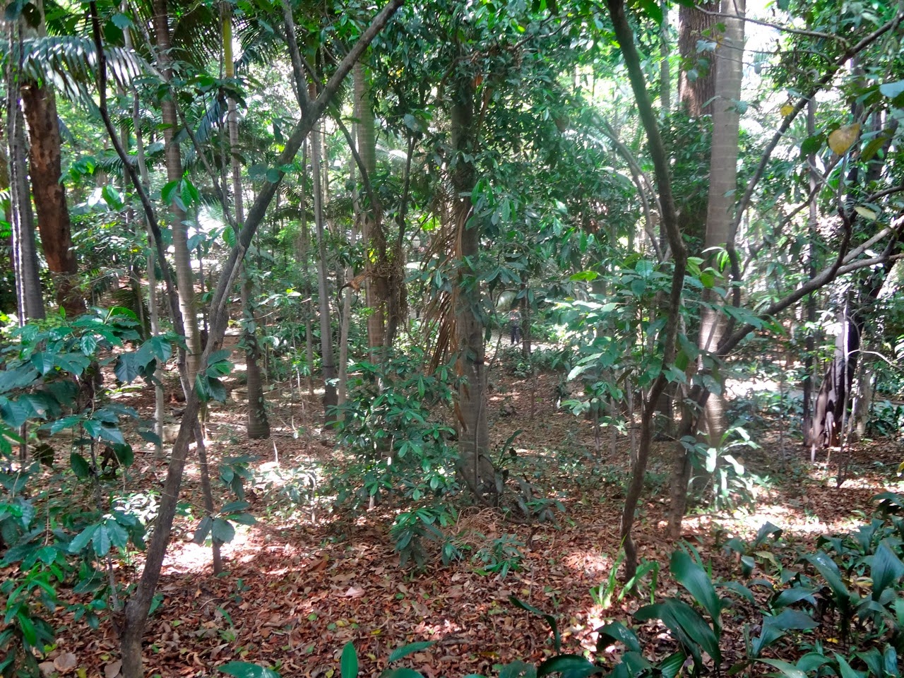 Parque Trianon ou Tenente Siqueira Campos em São Paulo ~ Áreas Verdes ...