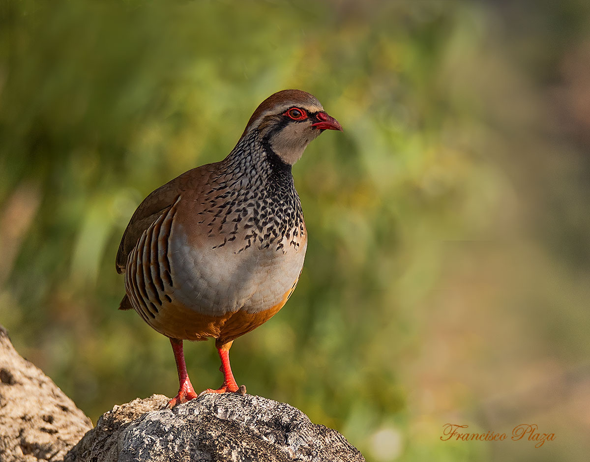 Fotos Fplaza: Perdiz común, o perdiz roja. Una entrada nueva de esta ...