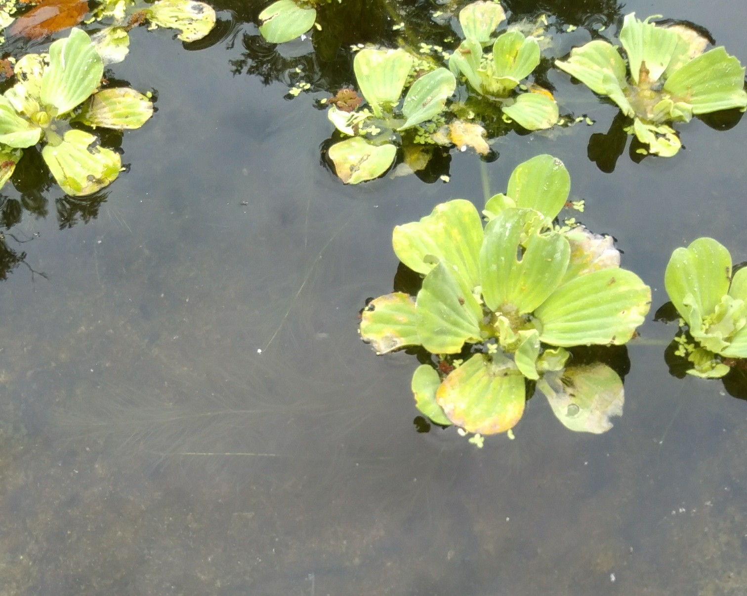 Blog Deni Cage: Fakta dan manfaat kayu apu hijau Pistia Stratiotes