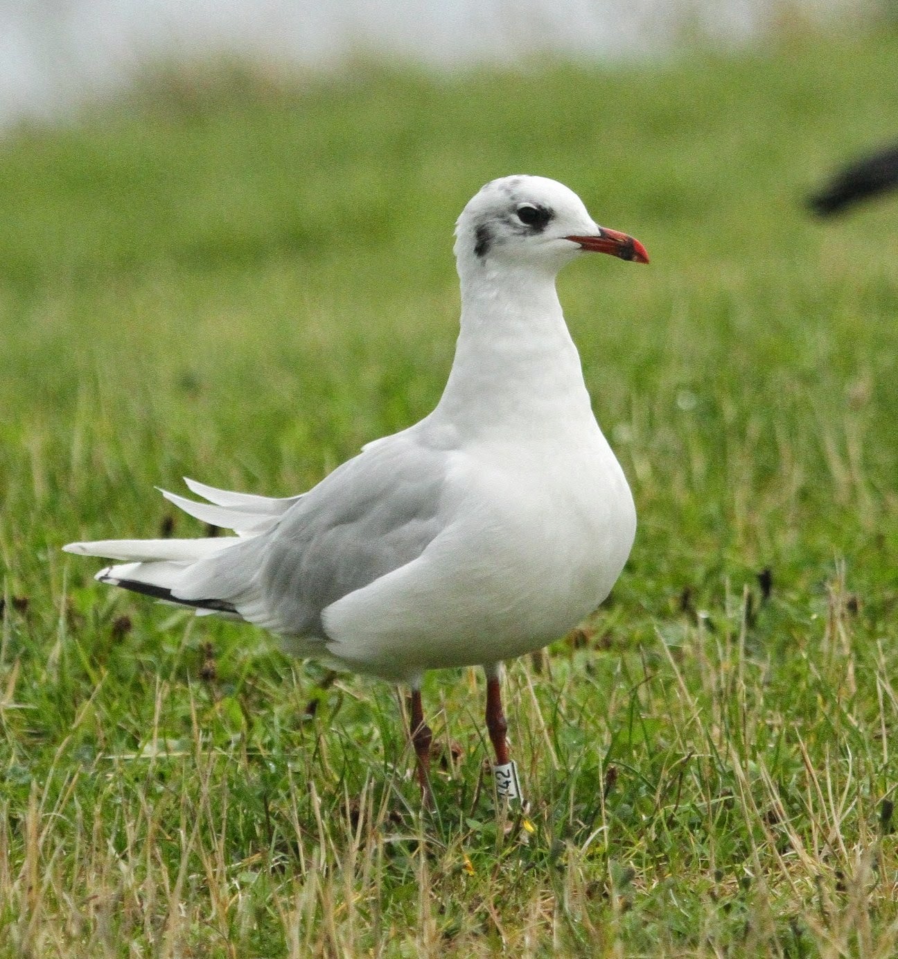 Northern Ireland Black-headed Gull Study: Mediterranean Gull - White E742