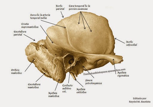 Morfofunción: Cabeza y cuello: Temporal