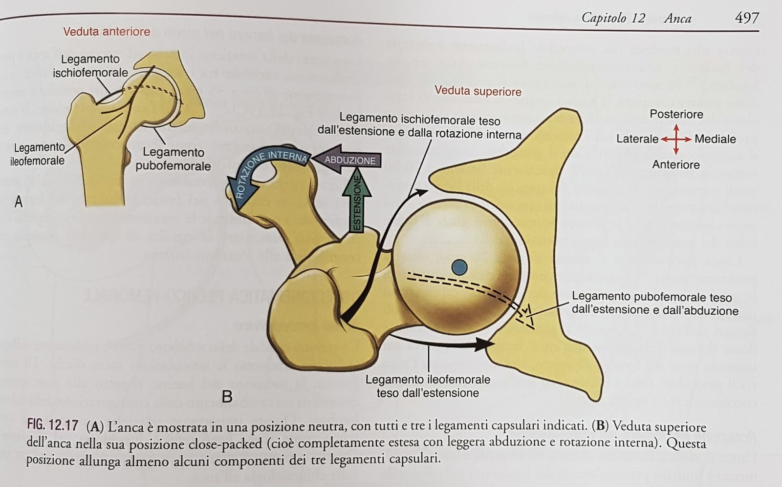 De Arte Gymnastica: L'ANCA: anatomia, biomeccanica e traumatologia