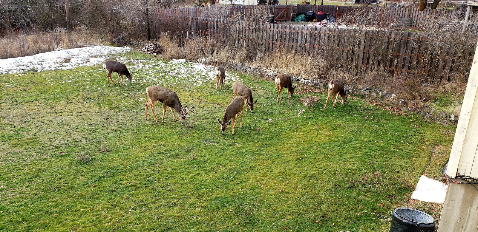 Atravs | A Traveler Redefined...: Deer New Year's!