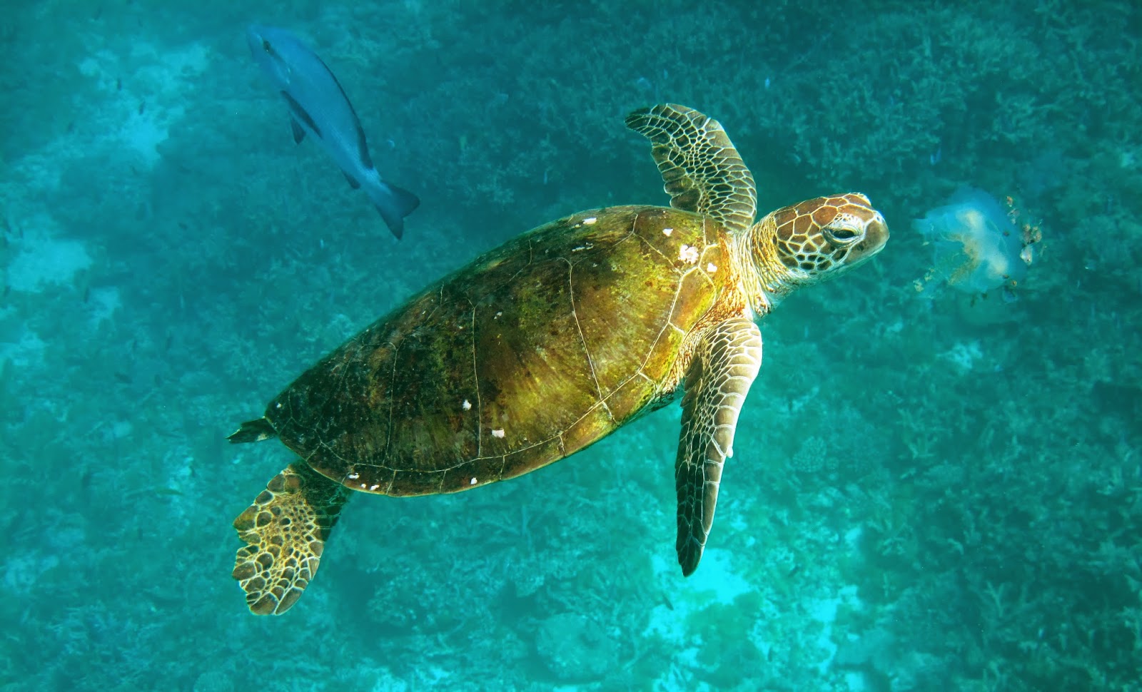 sunshinecoastbirds: Lady Elliot Island Part III - Turtles & Snorkelling
