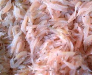 Inilah Ciri Ciri Udang Rebon | IKAN DAN LAUT