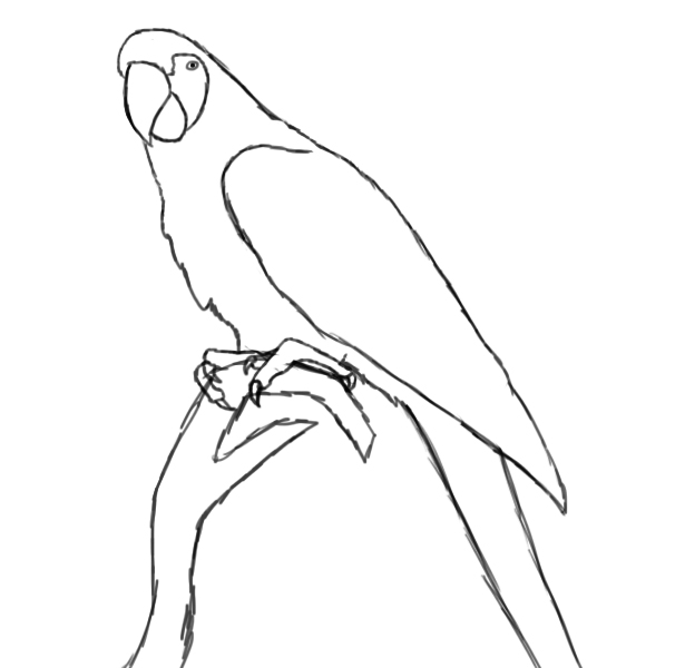 How To Draw A Parrot Draw Central