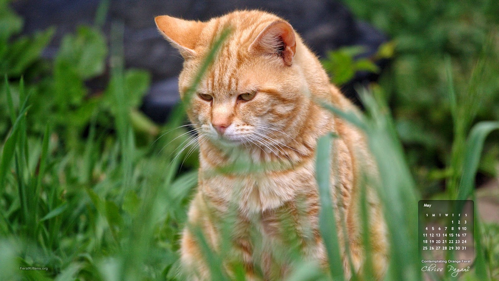 May Desktop Wallpaper Calendar: Contemplation Cat