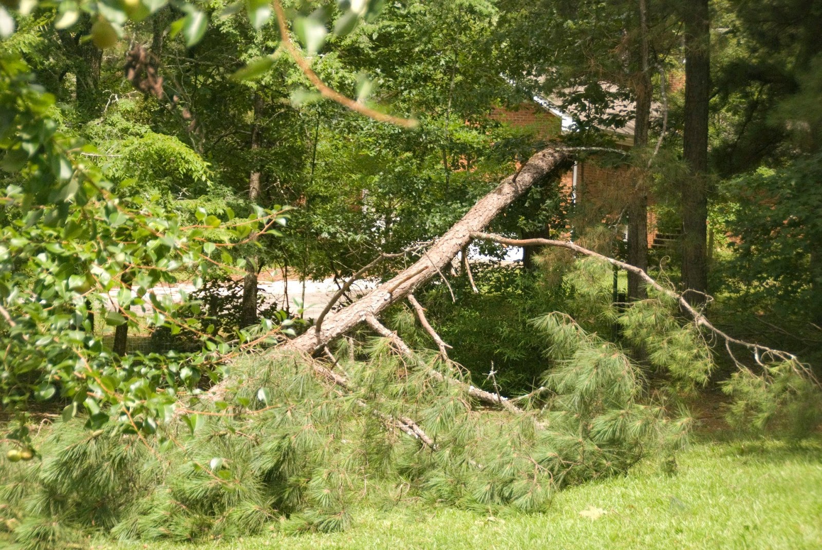 The Pocock Family: June 2019: