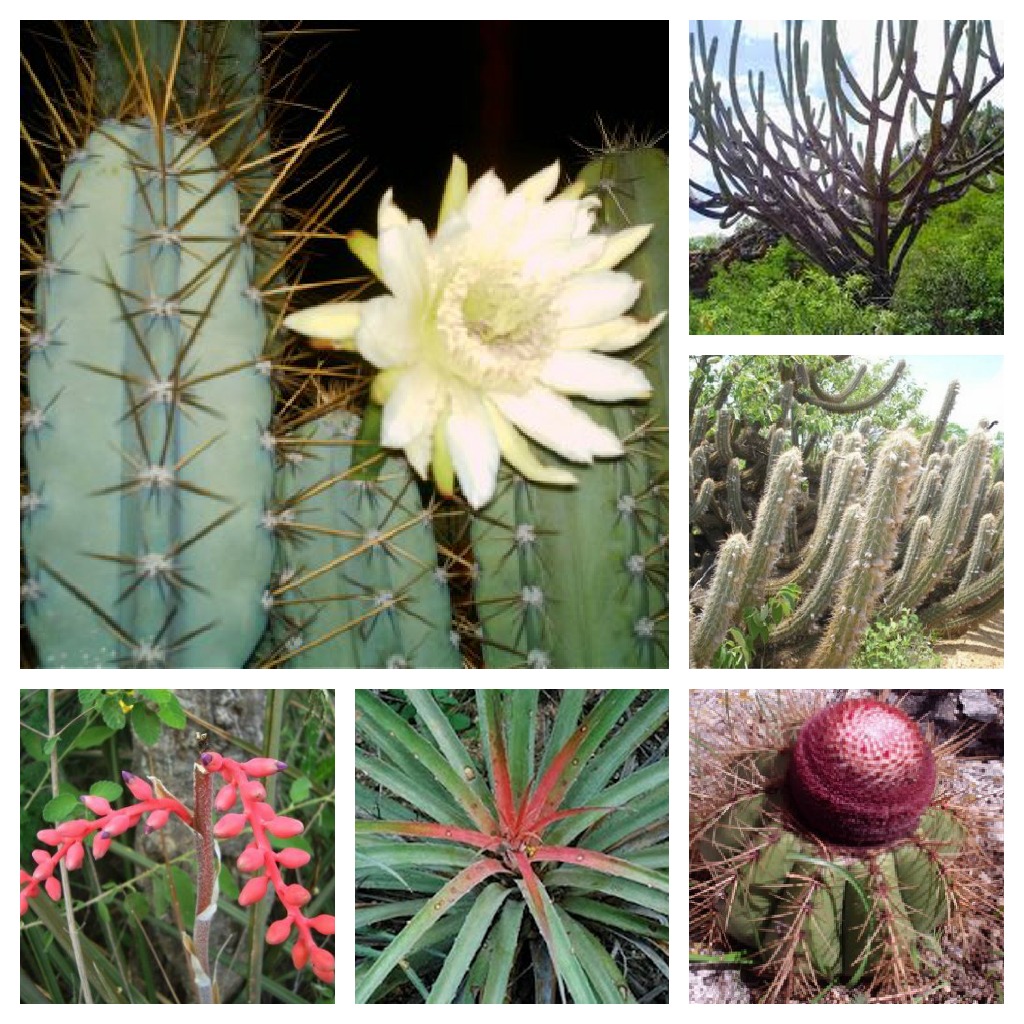 Plantas Nativas Da Caatinga - FDPLEARN