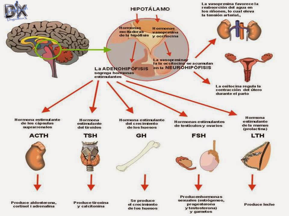 .: #Sistema Endocrino