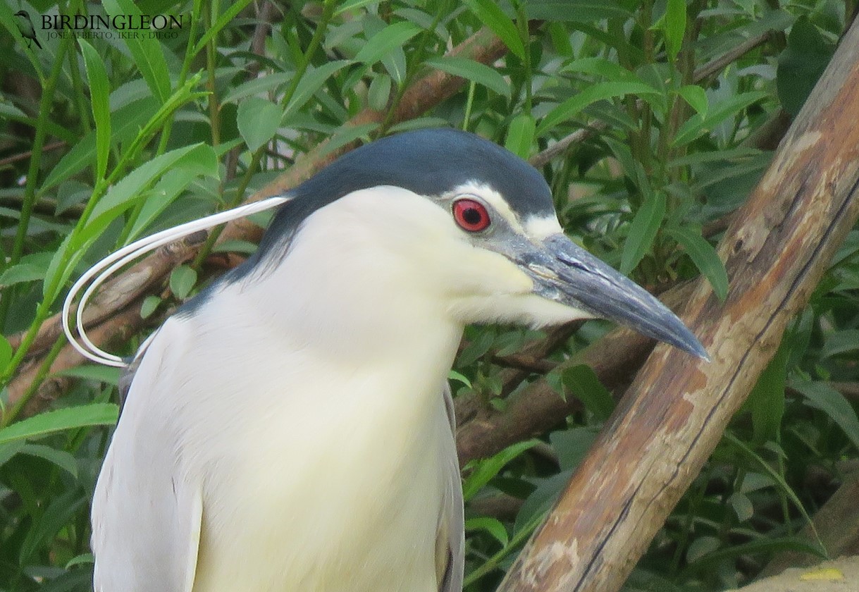 BIRDINGLEON: ¡MARTINETE COMÚN, el Cuervo de la noche!