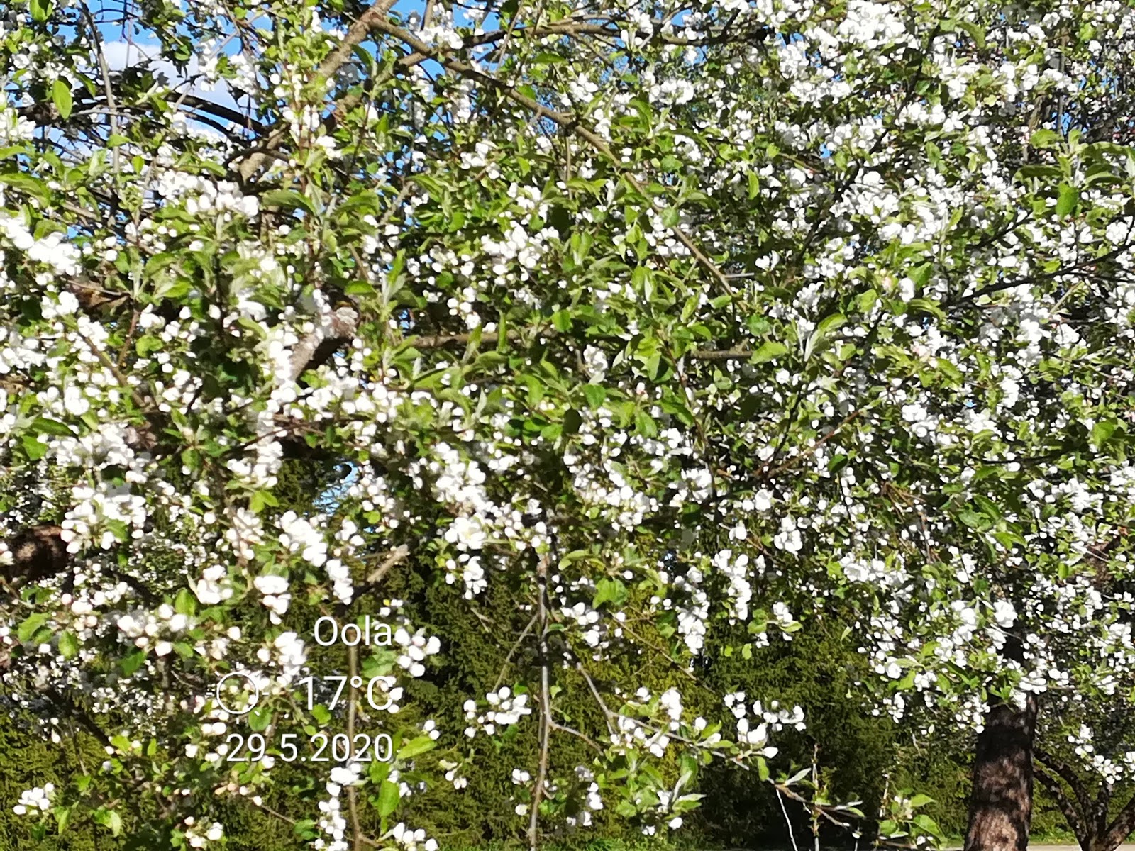 Rohtaias.: Õunapuud aias