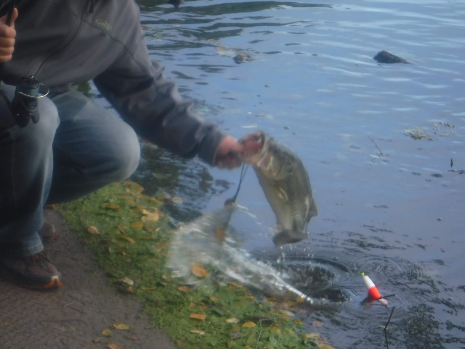The Great Lakes of NYC: Dennis catches a big large mouth bass in ...