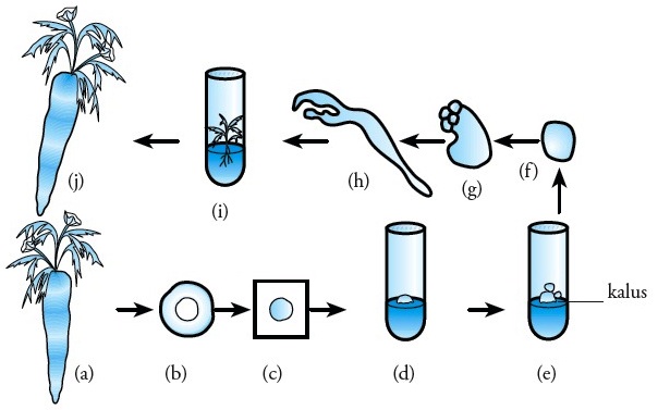 FATONAH: KULTUR JARINGAN TANAMAN WORTEL