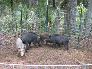 Fundamental Things: How To Catch Wild Pigs